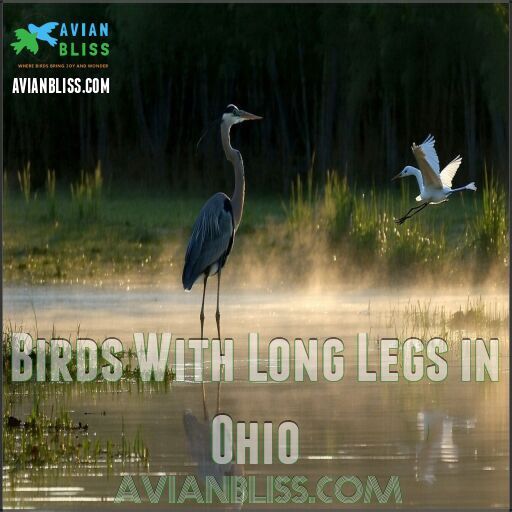 Large Birds in Ohio: Big Species Found