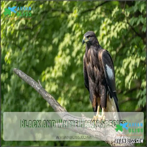Black and White Hawks: Stunning Species ID Guide & Migration Patterns ...