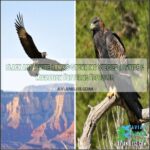 Black and White Hawks: Stunning Species ID Guide & Migration Patterns ...