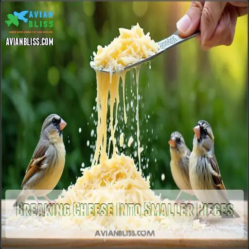 Can Birds Eat Cheese? Safe Options, Risks, and Feeding Guide