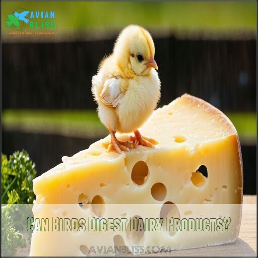 Can Birds Eat Cheese? Safe Options, Risks, and Feeding Guide