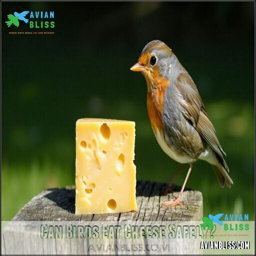 Can Birds Eat Cheese? Safe Options, Risks, and Feeding Guide