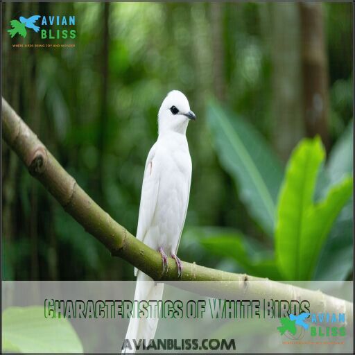 White Birds in Hawaii: Stunning Species You Need to Know About
