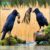 What Do Crows Eat? Foods They Love & How They Find Them!