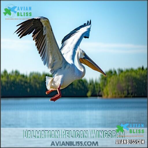 Largest Flying Birds: by Wingspan, Weight, and Height for 2025