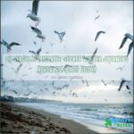 Do Seagulls Migrate? Secret Winter Journeys Revealed! (2025 Guide)