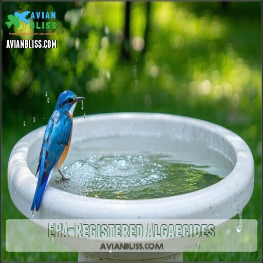 Bird Bath No Algae Growth: Tips to Keep It Clean and Healthy