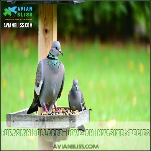 Doves in North Carolina: Types, Habitats, and Fascinating Behaviors