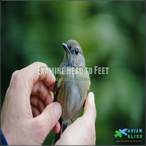 Stop Bleeding Bird Wound Quickly: Easy Steps to Save Your Feathered Friend