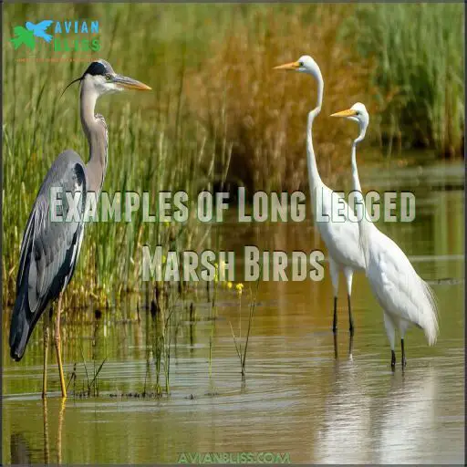 Marsh Bird With Long Legs: 15 Stunning Species You Won't Believe Exist!