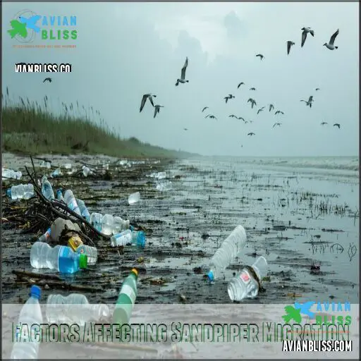 Sandpipers in Florida: Top Species, Migration, Diet, and Conservation
