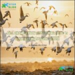 Fall Bird Migration Best Viewing Spots: 15 Breathtaking Locations (2025)