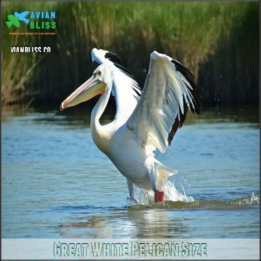 Largest Flying Birds: by Wingspan, Weight, and Height for 2025