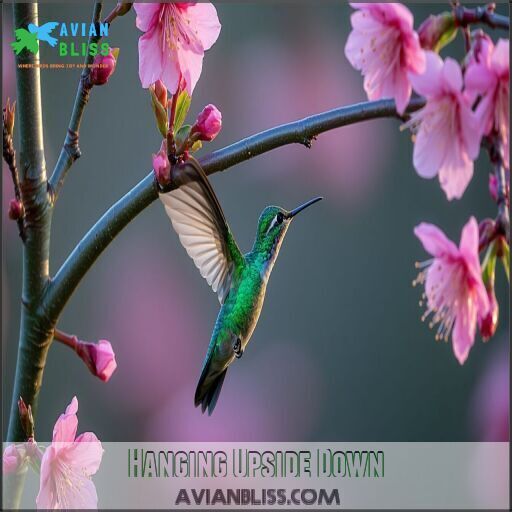 Where Do Hummingbirds Sleep? Night Habits and Torpor Explained