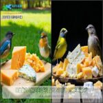 Can Birds Eat Cheese? Safe Options, Risks, and Feeding Guide