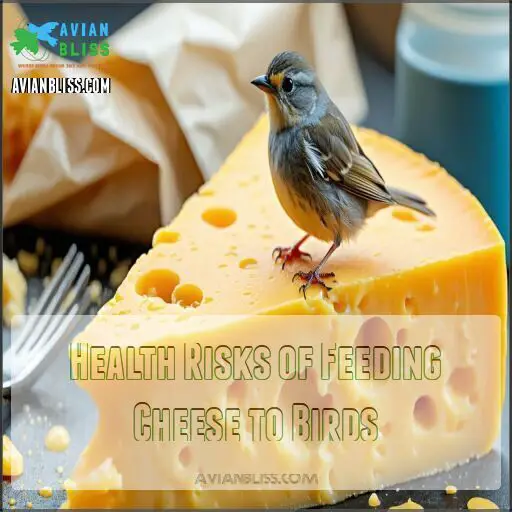 Can Birds Eat Cheese? Safe Options, Risks, and Feeding Guide