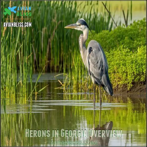Herons in Georgia: 5 Majestic Species You Need to See This Spring!