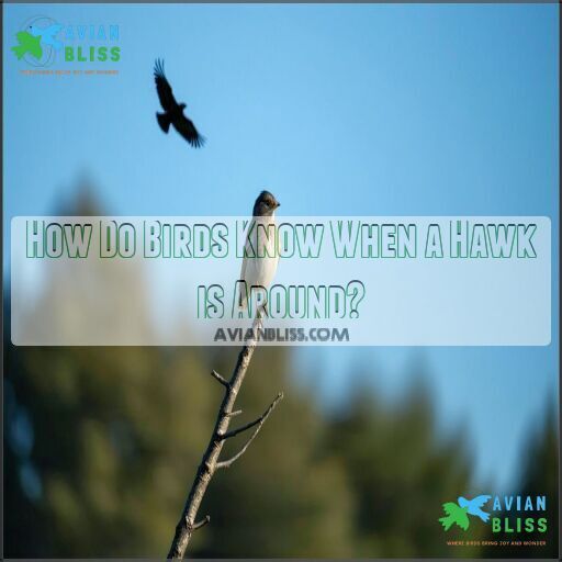 Why Do Hawks Eat Other Birds? Learn Their Diet and Hunting Secrets