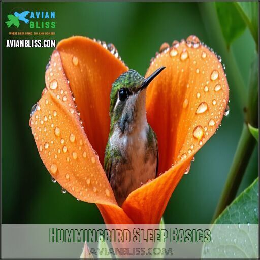 Where Do Hummingbirds Sleep? Night Habits and Torpor Explained