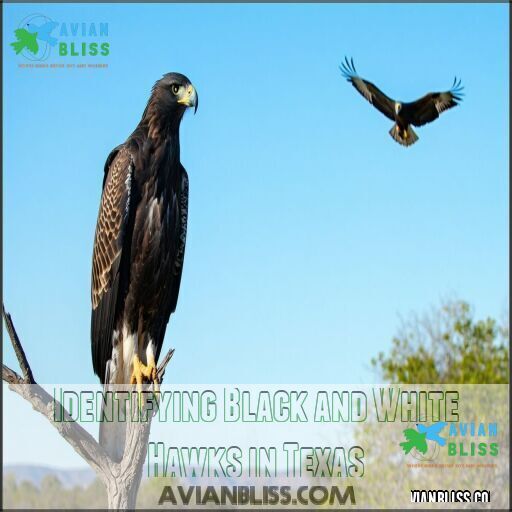 Black and White Hawks: Stunning Species ID Guide & Migration Patterns ...