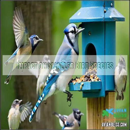 Are Blue Jays Aggressive Birds? The Truth About These Bold Backyard Bullies