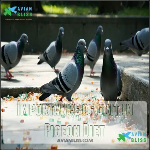 What Do Pigeons Eat? A Guide to Their Diet in The Wild and Urban Areas