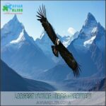 Largest Flying Birds: by Wingspan, Weight, and Height for 2025