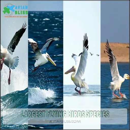 Largest Flying Birds: by Wingspan, Weight, and Height for 2025