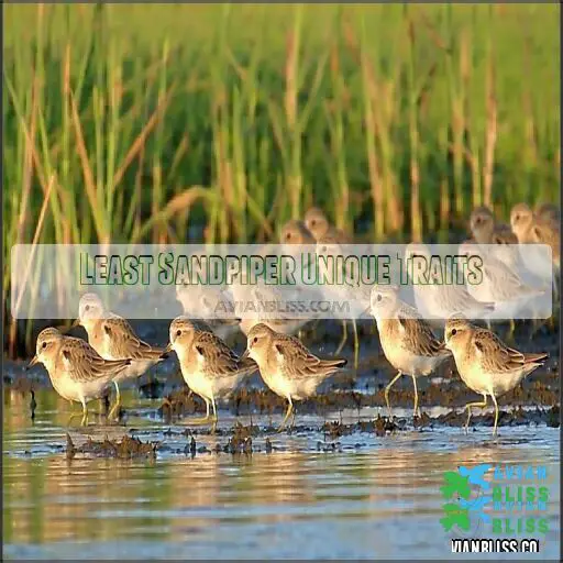 Sandpipers in Florida: Top Species, Migration, Diet, and Conservation