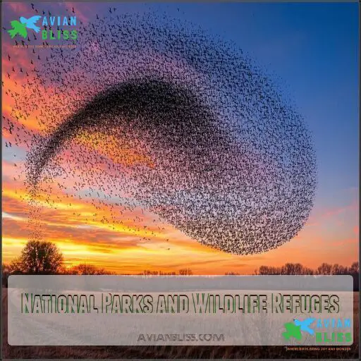 Where to See Starling Murmuration in The USA: Top Locations Revealed
