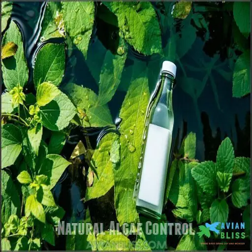 Bird Bath No Algae Growth: Tips to Keep It Clean and Healthy