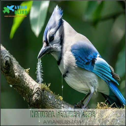 Natural Feather Conditioning Methods: 7 Bird Secrets for Perfect Plumage