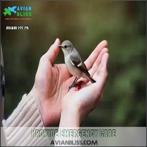 Stop Bleeding Bird Wound Quickly: Easy Steps to Save Your Feathered Friend