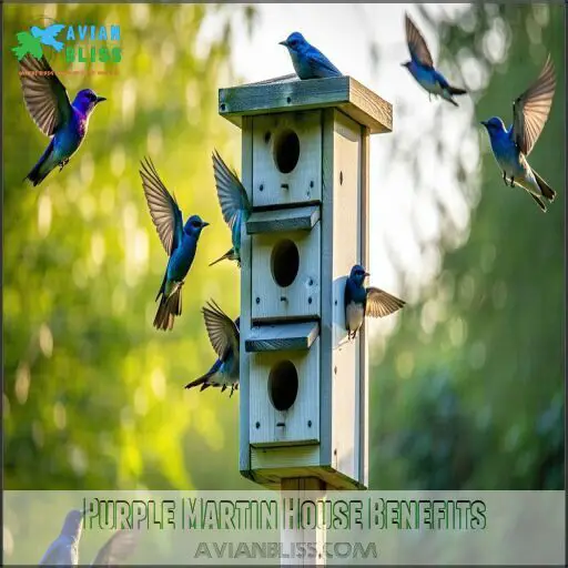 Affordable Bird Houses for Purple Martins: Best Options for Every Budget