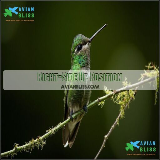 Where Do Hummingbirds Sleep? Night Habits and Torpor Explained