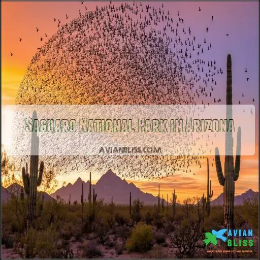Where to See Starling Murmuration in The USA: Top Locations Revealed