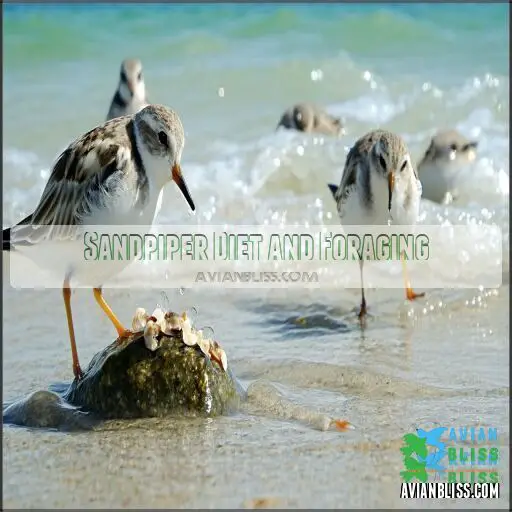 Sandpipers in Florida: Top Species, Migration, Diet, and Conservation