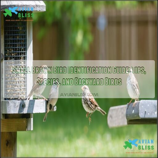 Bird Identification by Size: Simple Tips to Identify Birds Like a Pro