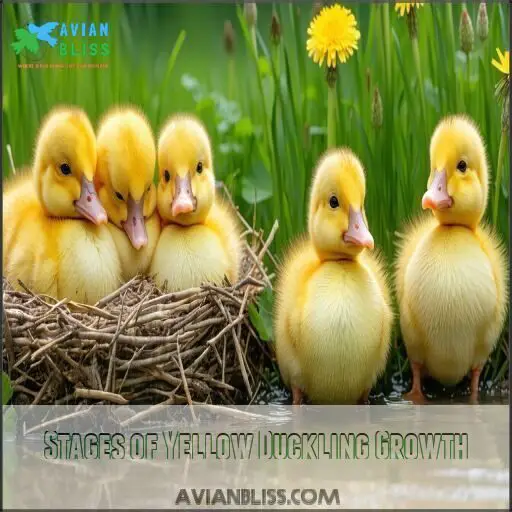 Black and Yellow Ducks: Amazing Species, Care Tips, and Identification