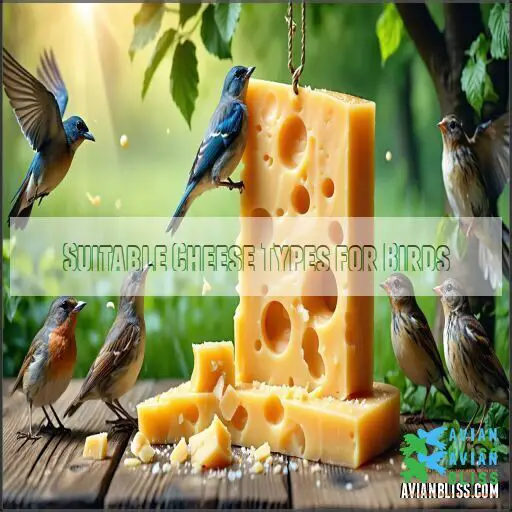 Can Birds Eat Cheese? Safe Options, Risks, and Feeding Guide