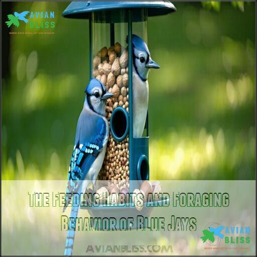 Are Blue Jays Corvids? Fascinating Facts About These Intelligent Birds