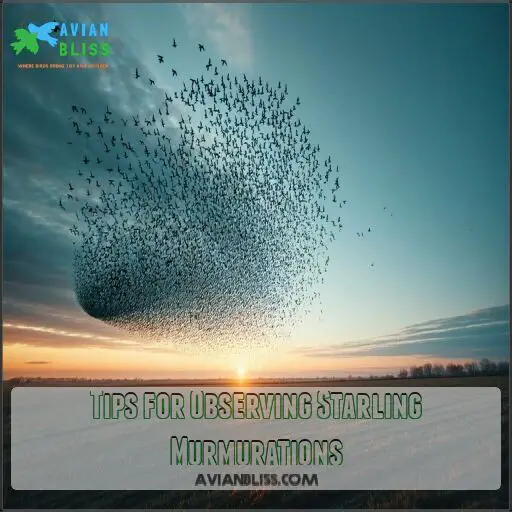 Where to See Starling Murmuration in The USA: Top Locations Revealed