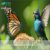 Do Birds Eat Butterflies? Toxic Species and Surprising Eaters