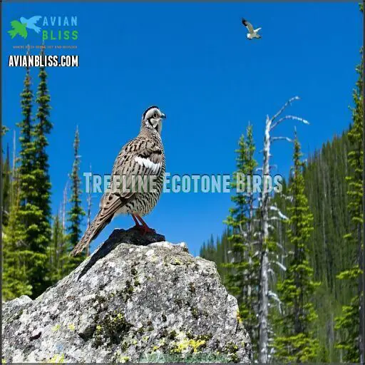 Mountain Bird Habitats: 27 Stunning Species That Thrive at High Altitudes