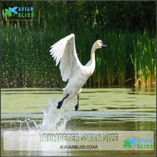 Largest Flying Birds: by Wingspan, Weight, and Height for 2025