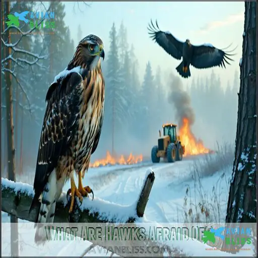 Why Do Hawks Eat Other Birds? Learn Their Diet and Hunting Secrets