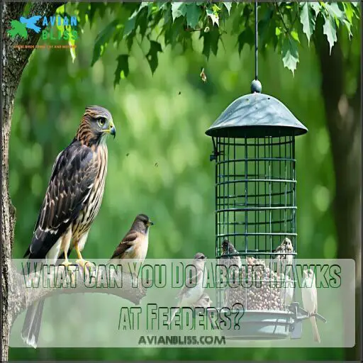 Why Do Hawks Eat Other Birds? Learn Their Diet and Hunting Secrets