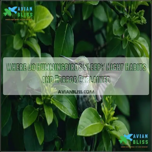 Where Do Hummingbirds Sleep? Night Habits and Torpor Explained