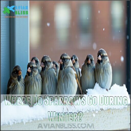 Do Sparrows Migrate? Fascinating Facts About Their Seasonal Movements