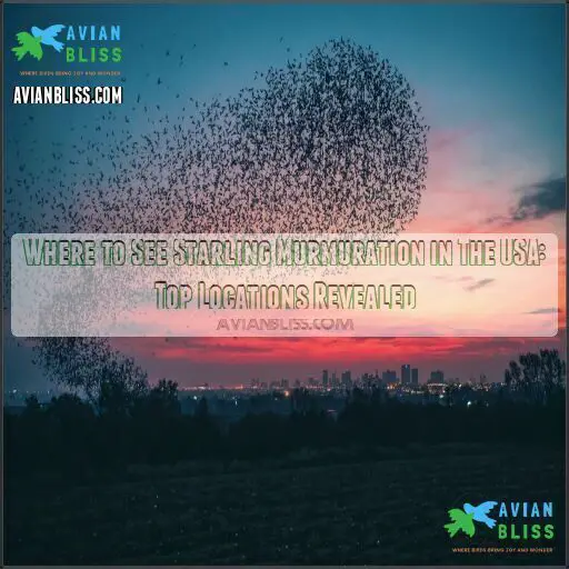 Where to See Starling Murmuration in The USA: Top Locations Revealed